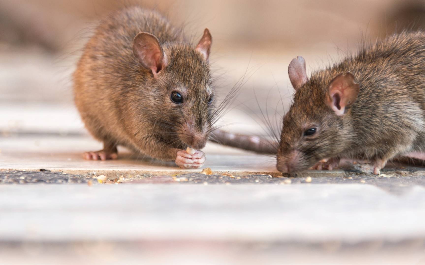 Disease Prevention Through Vector Control in Poultry Houses, Part 1 ...