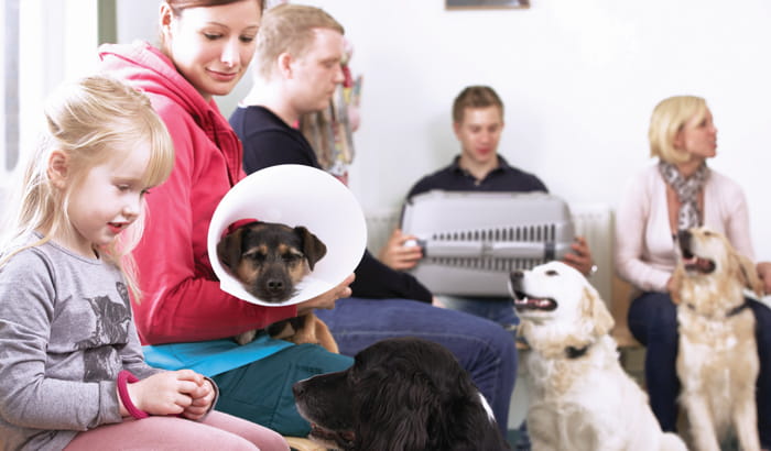Understanding discrepancies in access to animal health services